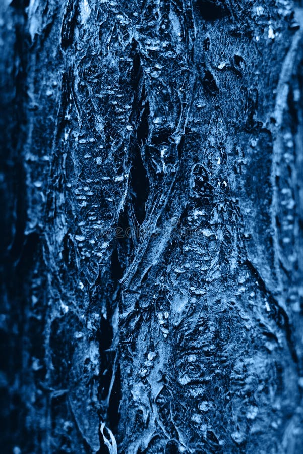 Color of the Year 2020. Texture of Tree Bark. Stock Image - Image of ...