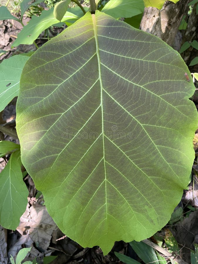 Teak leaves and trunk tree stock photo. Image of jungle - 275687782