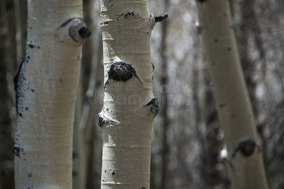 Colorado Ash Trees stock image. Image of tree, trees - 85623835