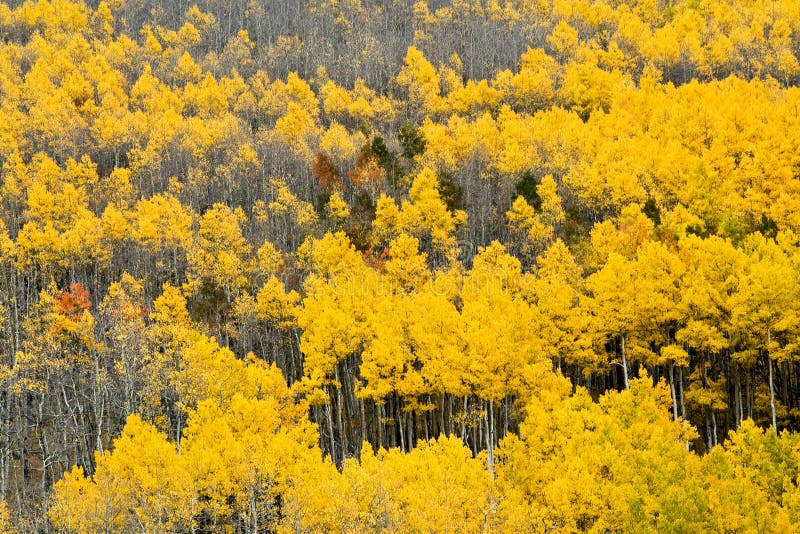 Colorado Aspen Forest in Fall #4 Stock Photo - Image of yellow ...