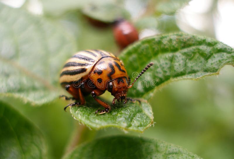Colorado beetle stock image. Image of beetle, potato - 12584759