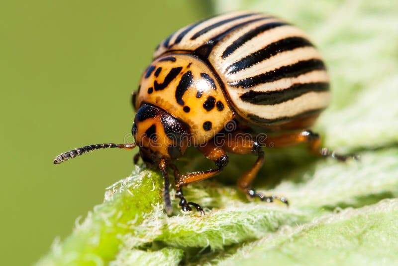 Colorado beetle stock image. Image of nature, mottled - 81446349