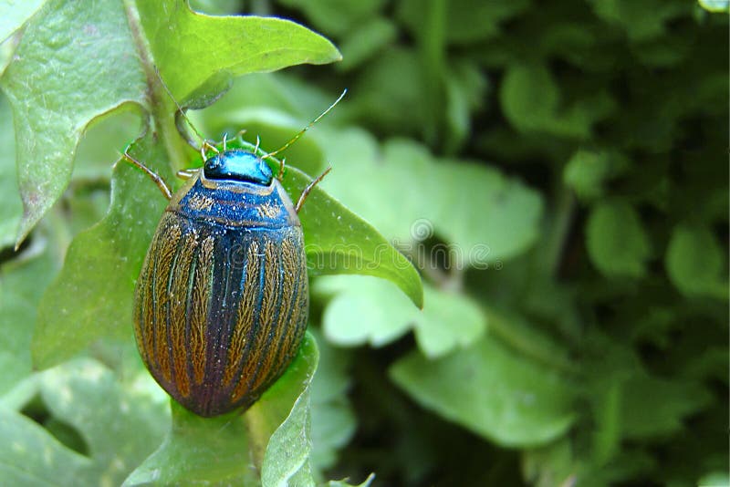 Colorado Beetle on a Green Leaf Stock Image - Image of agriculture ...