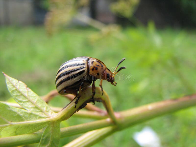 Colorado Beetle Sitting on a Pitted Potato Leaf. Focus on the Pest`s ...