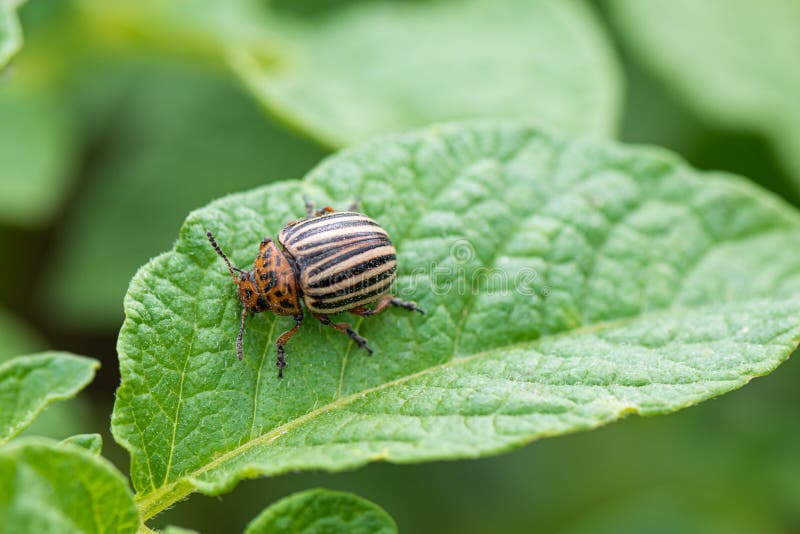 Colorado Beetle or Potato Bug on Green Potato Plant Leaf Stock Photo ...
