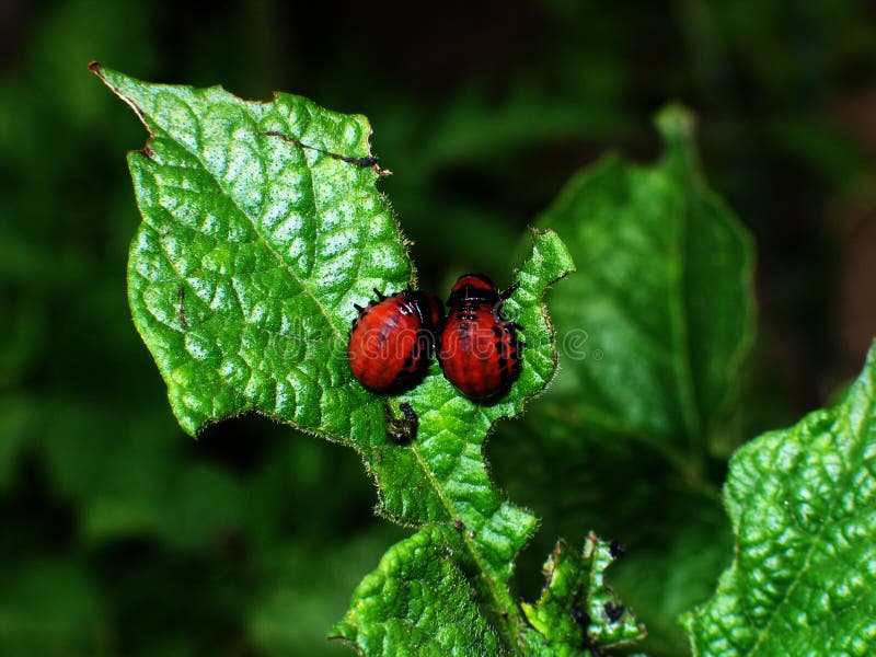 Colorado Beetle Potato Devastation Stock Image - Image of glutton ...