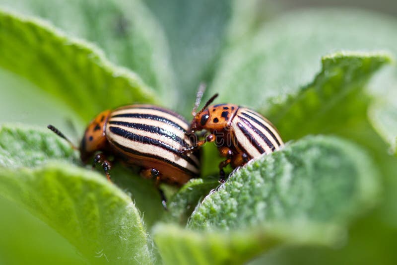 Colorado beetle stock image. Image of garden, mottled - 75946491