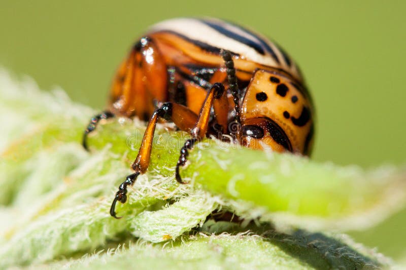 Colorado beetle stock image. Image of field, macro, insects - 76500791