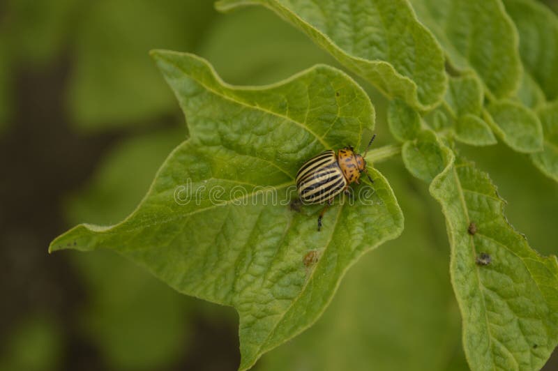Colorado beetle stock image. Image of striped, beetle - 73041175