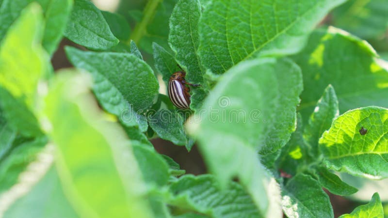 Colorado Beetles on Potato Leaves. Control of Harmful Insects Stock ...