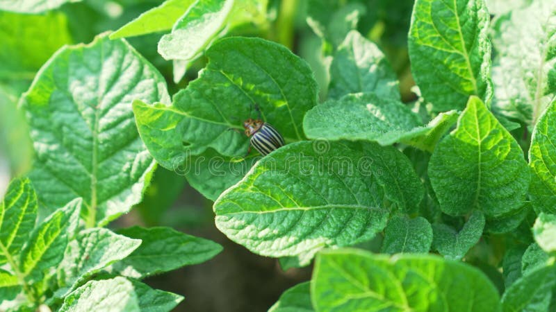 Colorado Beetles on Potato Leaves. Control of Harmful Insects Stock ...