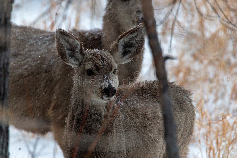Colorado Bison in Snow Storm Stock Image - Image of mammal, daytime ...