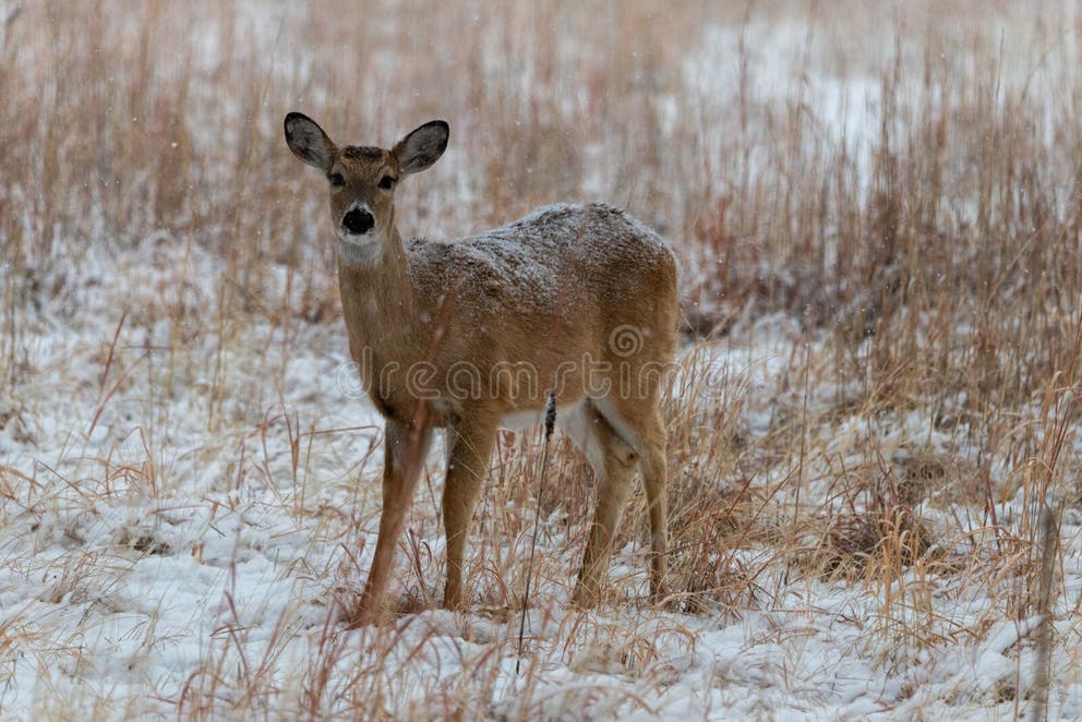 Colorado Bison in Snow Storm Stock Image - Image of looking, closeup ...