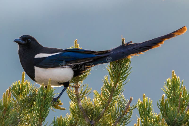 Colorado Black Billed Magpie Stock Photo - Image of flying, seasons ...