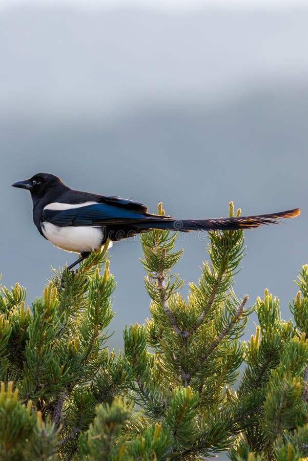 Colorado Black Billed Magpie Stock Image - Image of america, beautiful ...