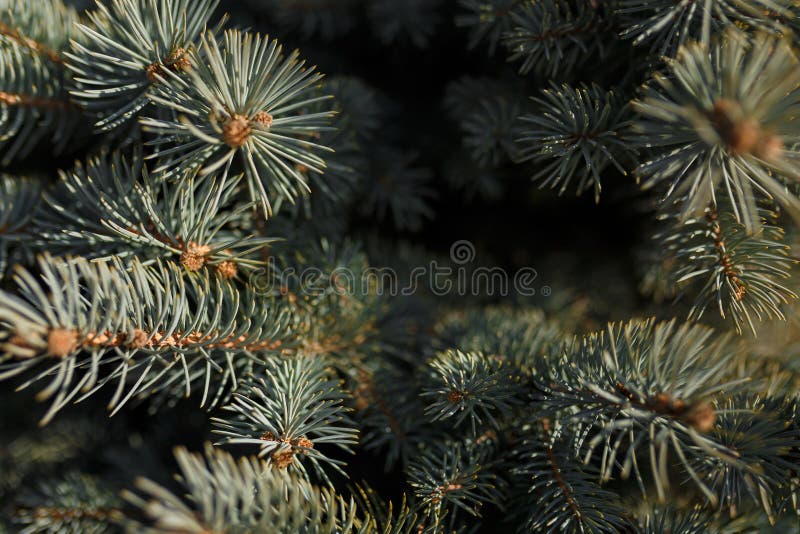 Colorado Blue Spruce or Bluish Fir Branches Texture. Stock Photo ...