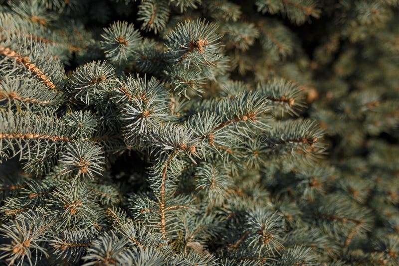 Colorado Blue Spruce or Bluish Fir Branches Texture. Soft Focused Shot ...