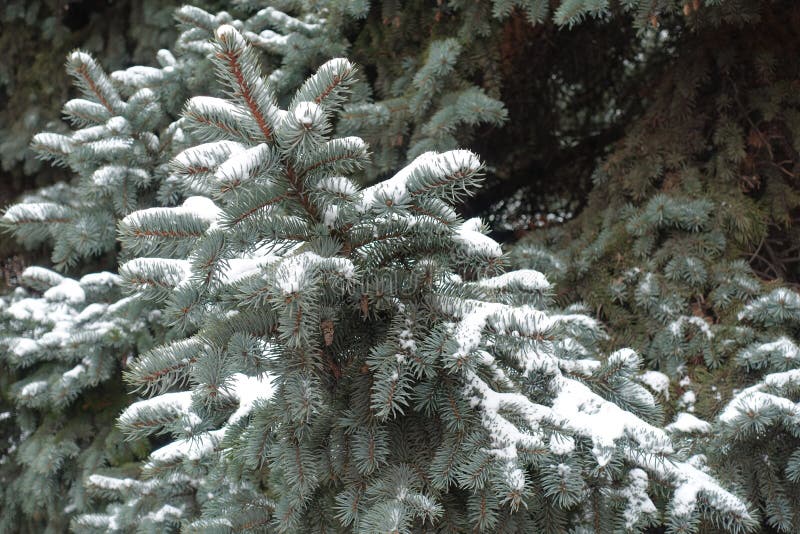 Colorado Blue Spruce Foliage Covered with Snow Stock Image - Image of ...