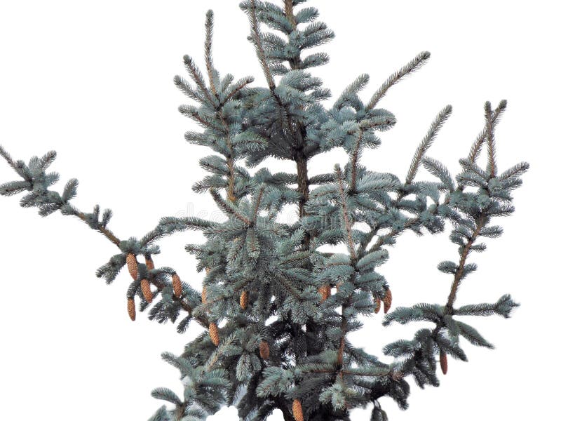 Colorado Blue Spruce Isolated on White. Stock Image - Image of pungens ...