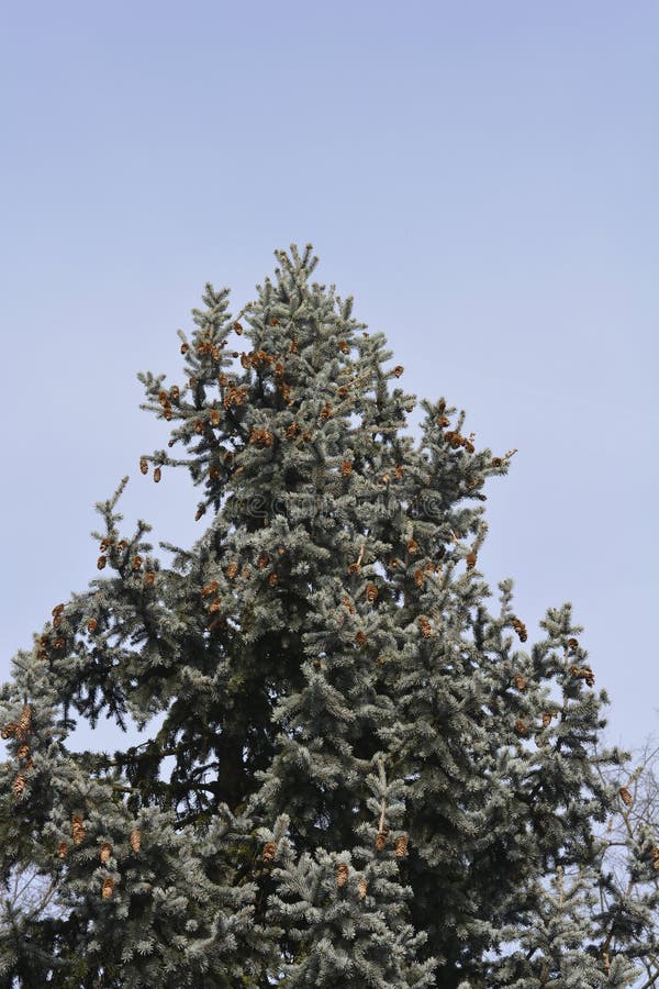 Colorado blue spruce stock photo. Image of seed, foliage - 314375554