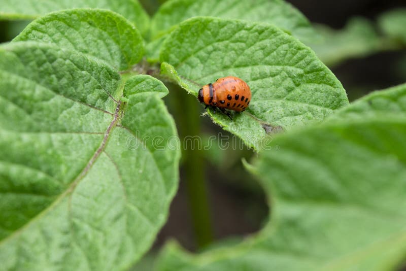 The Colorado Bug Eating Potato Leaves. Potato Beetle, Red Larva Eating ...