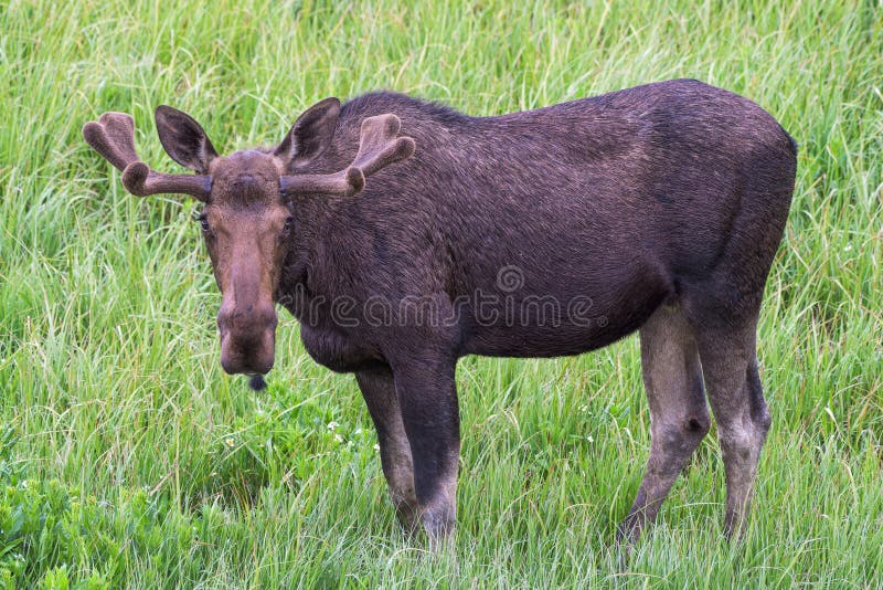Bull Moose in the Colorado Rocky Mountains Stock Photo - Image of brown ... Bull Moose in the Colorado Rocky Mountains Stock Photo - Image of brown ...