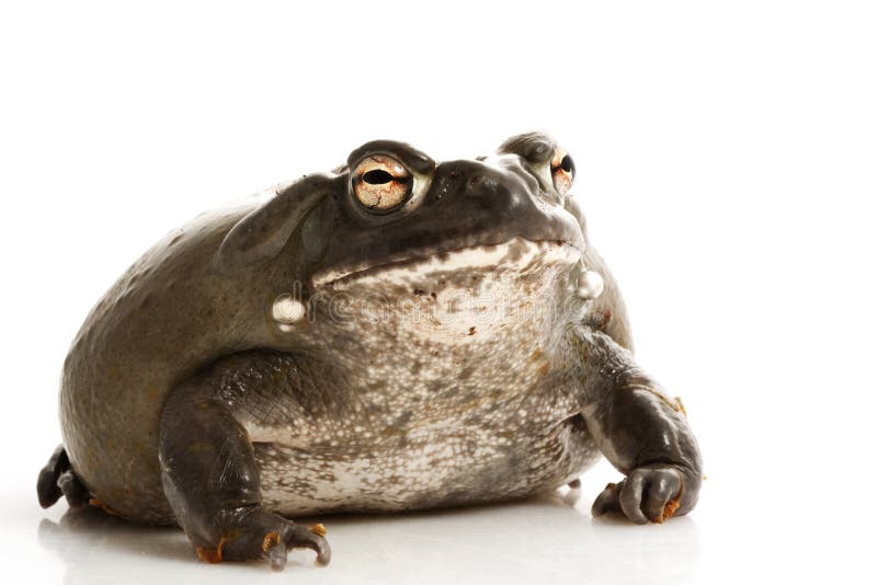 Bull Frog stock photo. Image of amphibian, outdoors, jump - 43033604