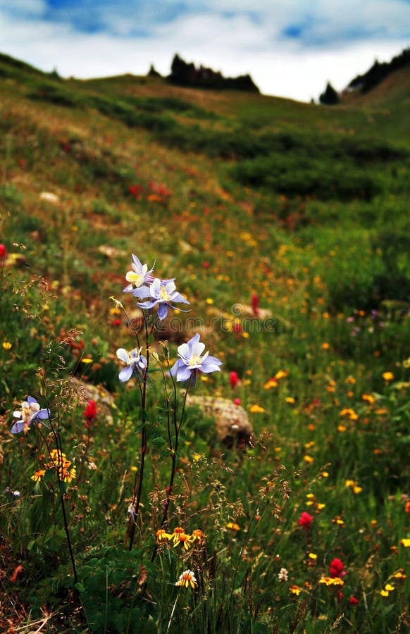 Colorado Columbines in Spring Stock Image - Image of wildflower ...