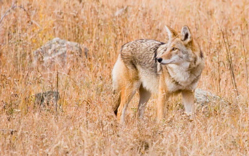 Colorado Coyote stock photo. Image of nature, park, postcard - 12555104