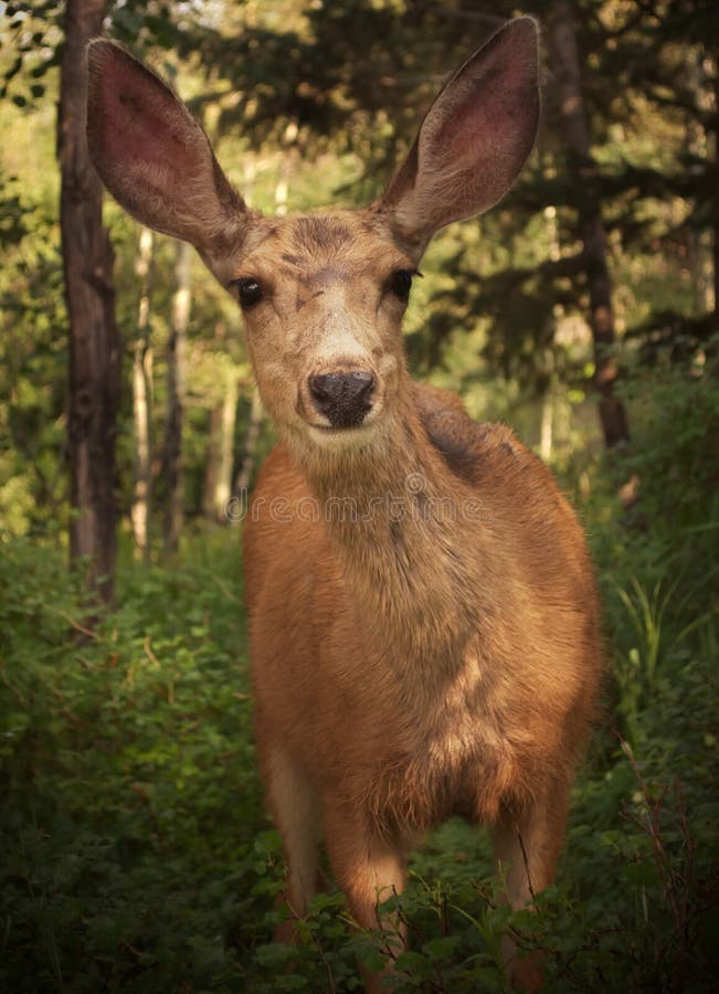 Joel Gafford (Phiwarrior) - Photos