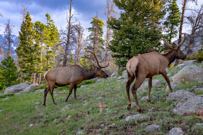 Colorado Elk stock image. Image of color, grassland - 271869583