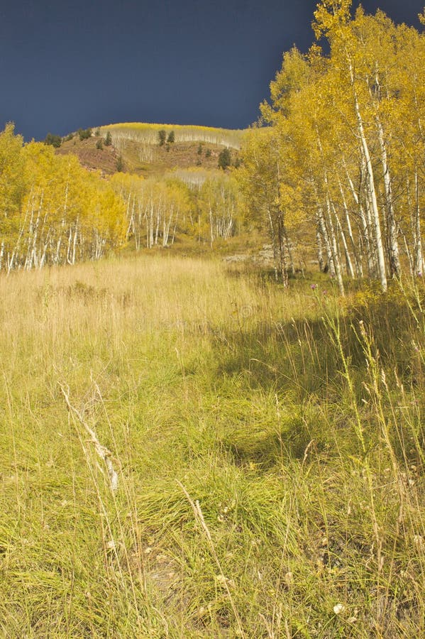 Colorado fall foliage stock photo. Image of landscapes - 11210588