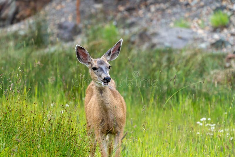 Colorado Female Mule Deer Eating and Chewing Grass in a Meadow Stock ...