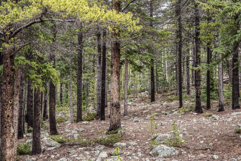 Colorado Forest stock photo. Image of wilderness, outdoors - 47845790