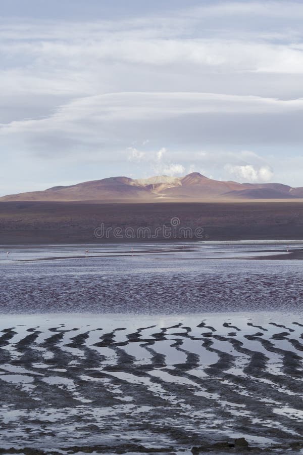 Colorado Lagoon, Salt Lake, Bolivia Stock Photo - Image of peru ...