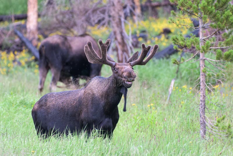 Moose in the Colorado Rocky Mountains Stock Photo - Image of outdoor ...
