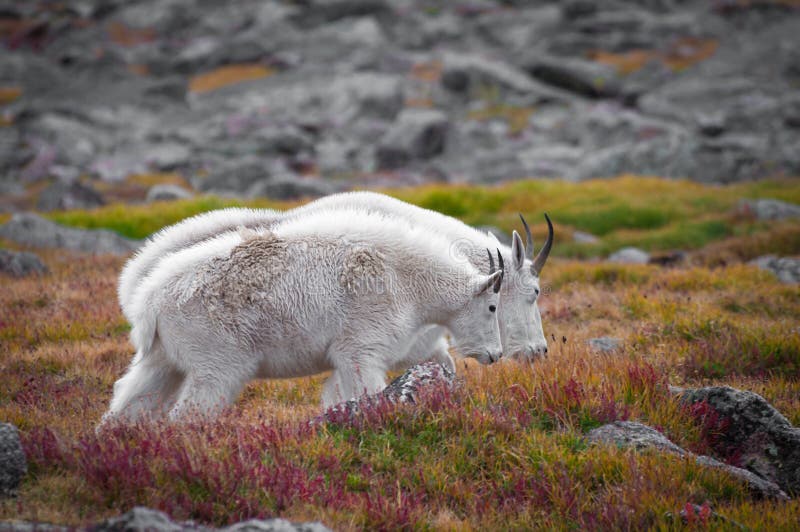 Colorado Mountain Goat Shadow Stock Image - Image of horns, light: 29451171