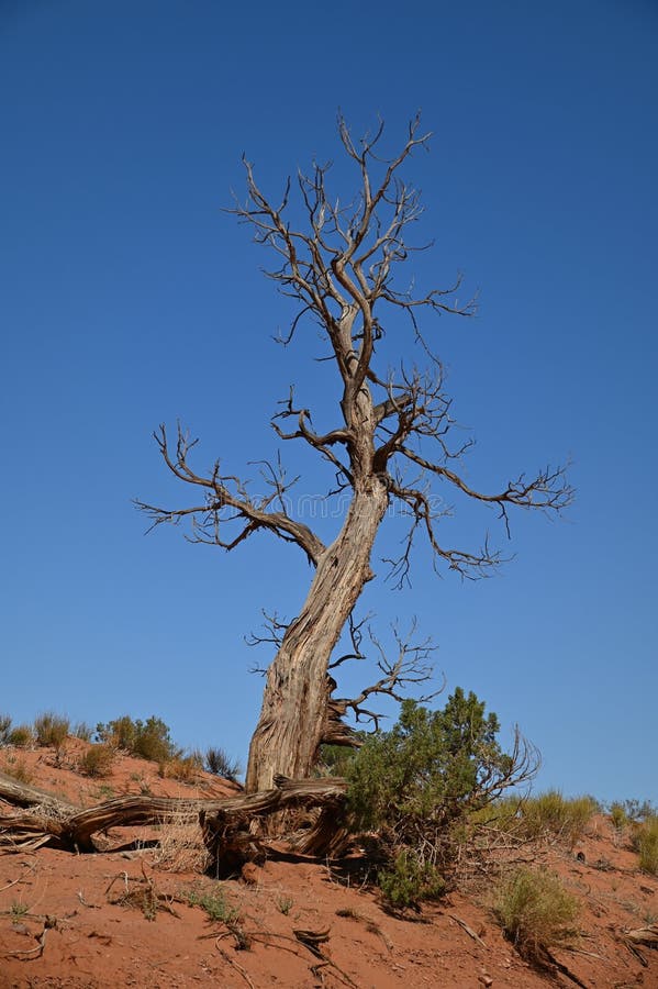 Death tree stock photo. Image of tree, monument, death - 281421388
