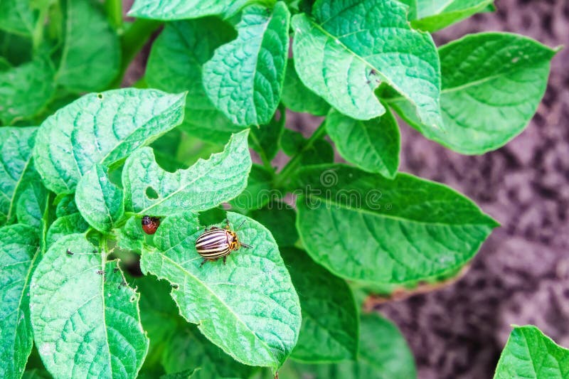 Colorado Potato Beetle on a Potato Bush. Insect Pest Stock Image ...