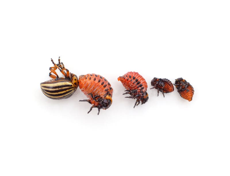 Colorado Potato Beetle at Different Stages of Development Stock Image ...