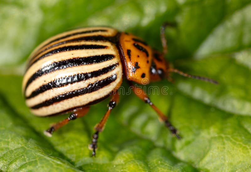 Colorado Potato Beetle on a Green Leaf in Nature Stock Image - Image of ...