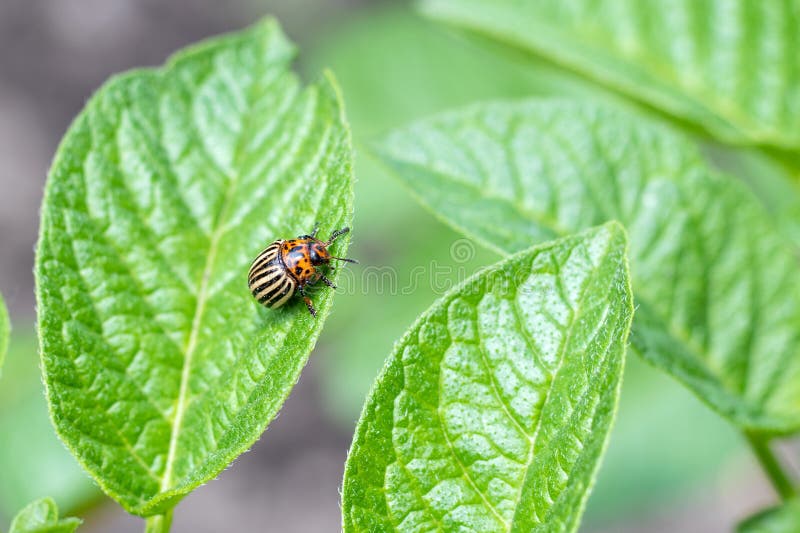 Colorado Potato Beetle Intends To Fly from Green Potato Leaf Stock ...