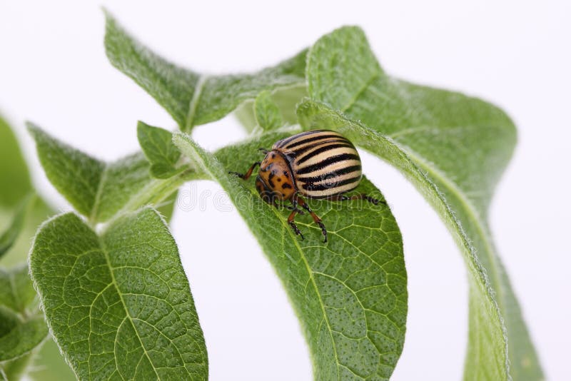 Colorado Potato Beetle on a Leaf Stock Photo - Image of pest, insects ...
