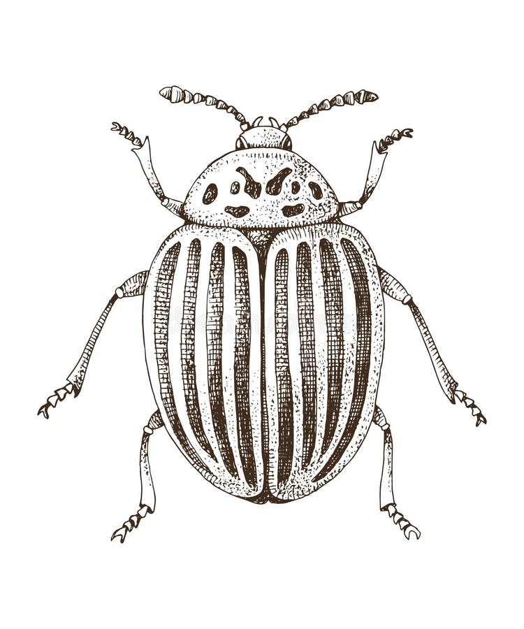 Colorado Beetle Sign Stock Illustrations – 1,997 Colorado Beetle Sign ...