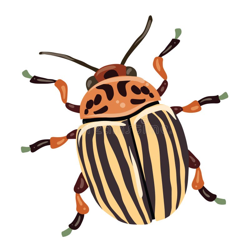 Colorado Potato Beetle on White Background Stock Vector - Illustration ...
