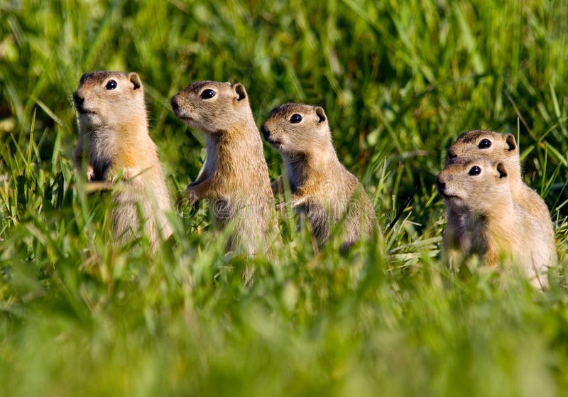 Colorado Prairie Dogs stock image. Image of colorado - 30544553