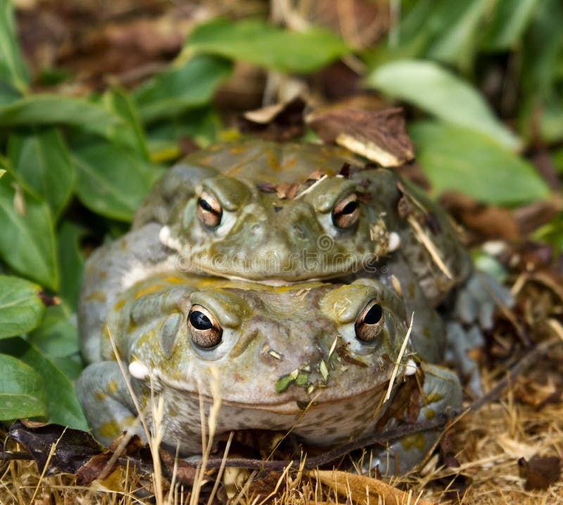 Colorado River Toads Stock Photos - Free & Royalty-Free Stock Photos ...