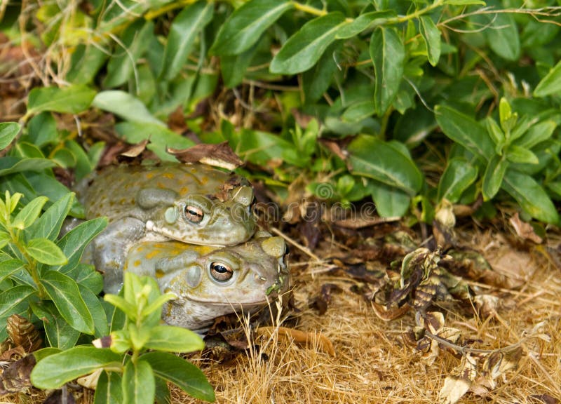 Colorado River Toad stock image. Image of amphibian, arizona - 15228011