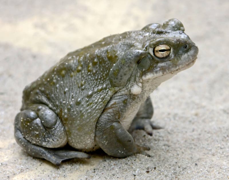 Colorado river toad 4 stock image. Image of ecology, jump - 13996523