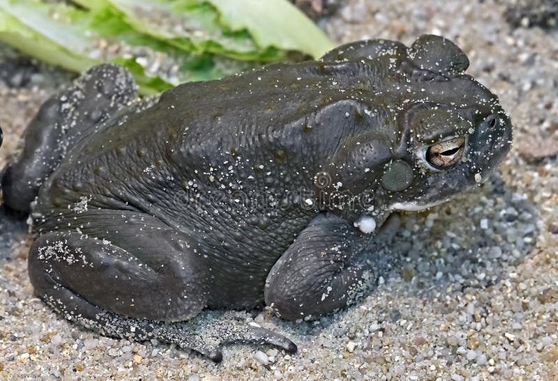 Colorado river toad 6 stock image. Image of creep, wildlife - 61636837